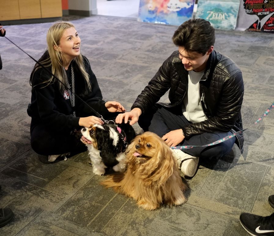 Around Campus - Therapy Dogs in the Falcon Hub