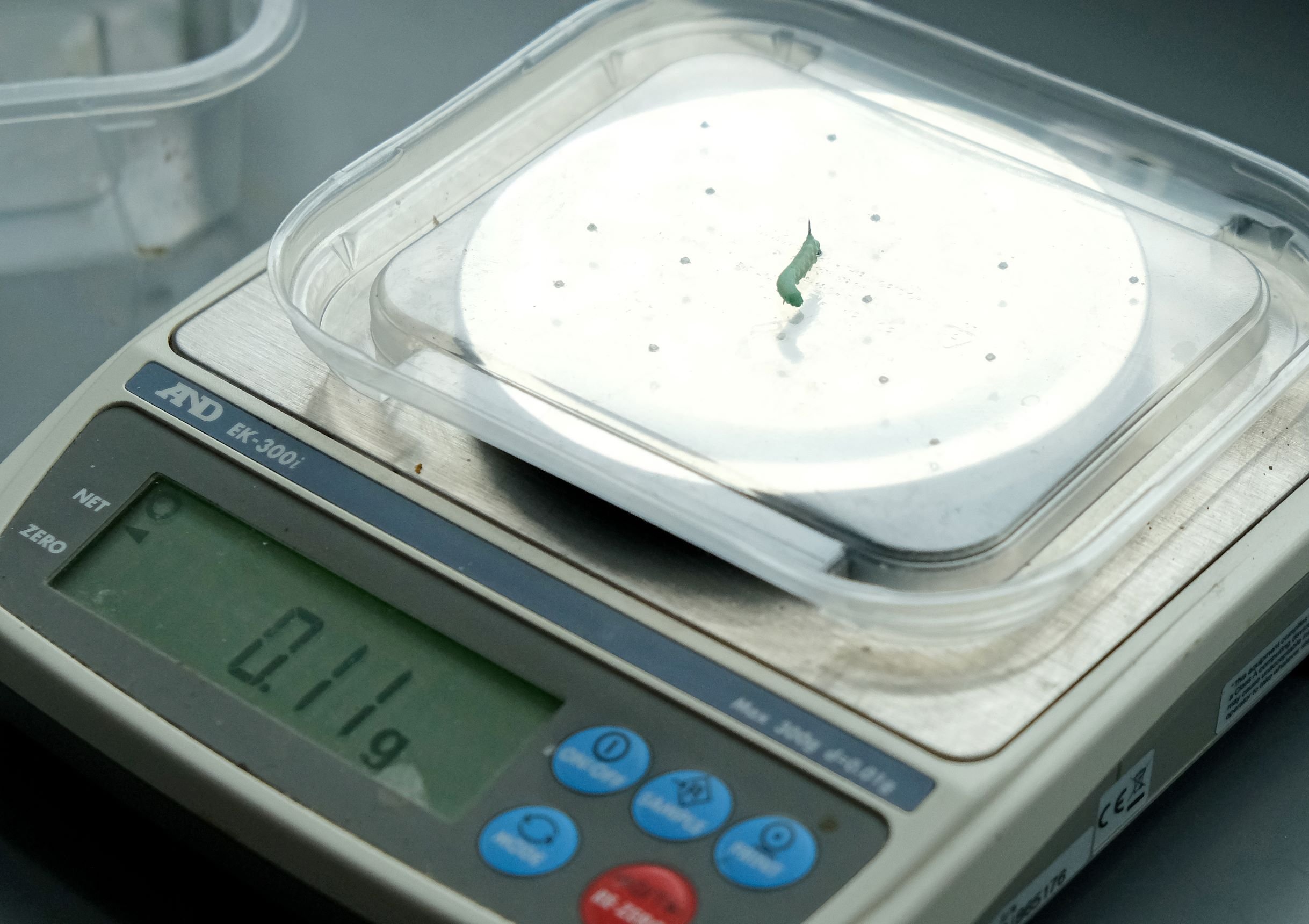 Around Campus - Invertebrate Biology Lab