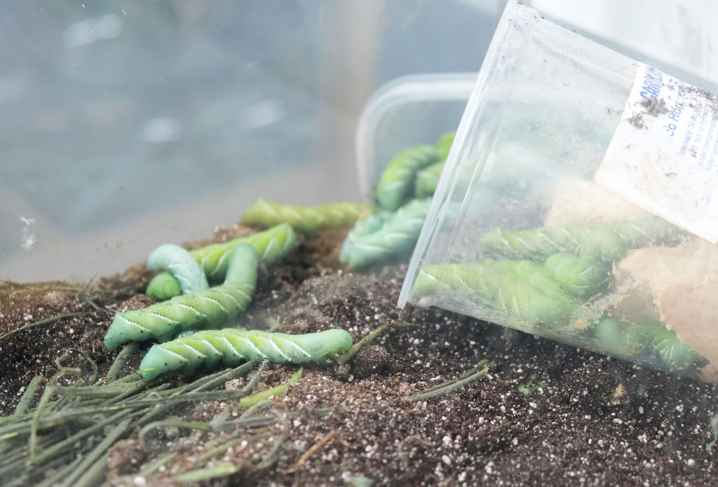 Around Campus - Invertebrate Biology Lab